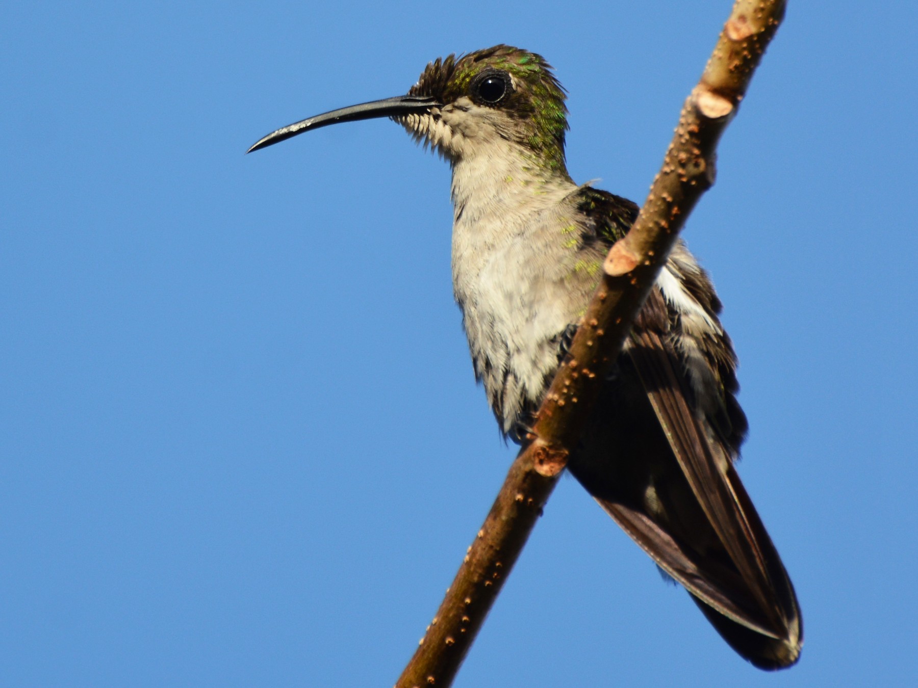 Mango dominicano (dominicus) - eBird