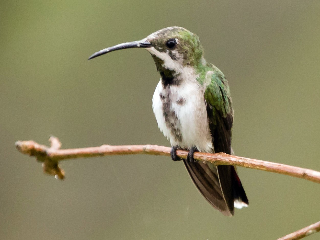 Puerto Rican Mango - eBird
