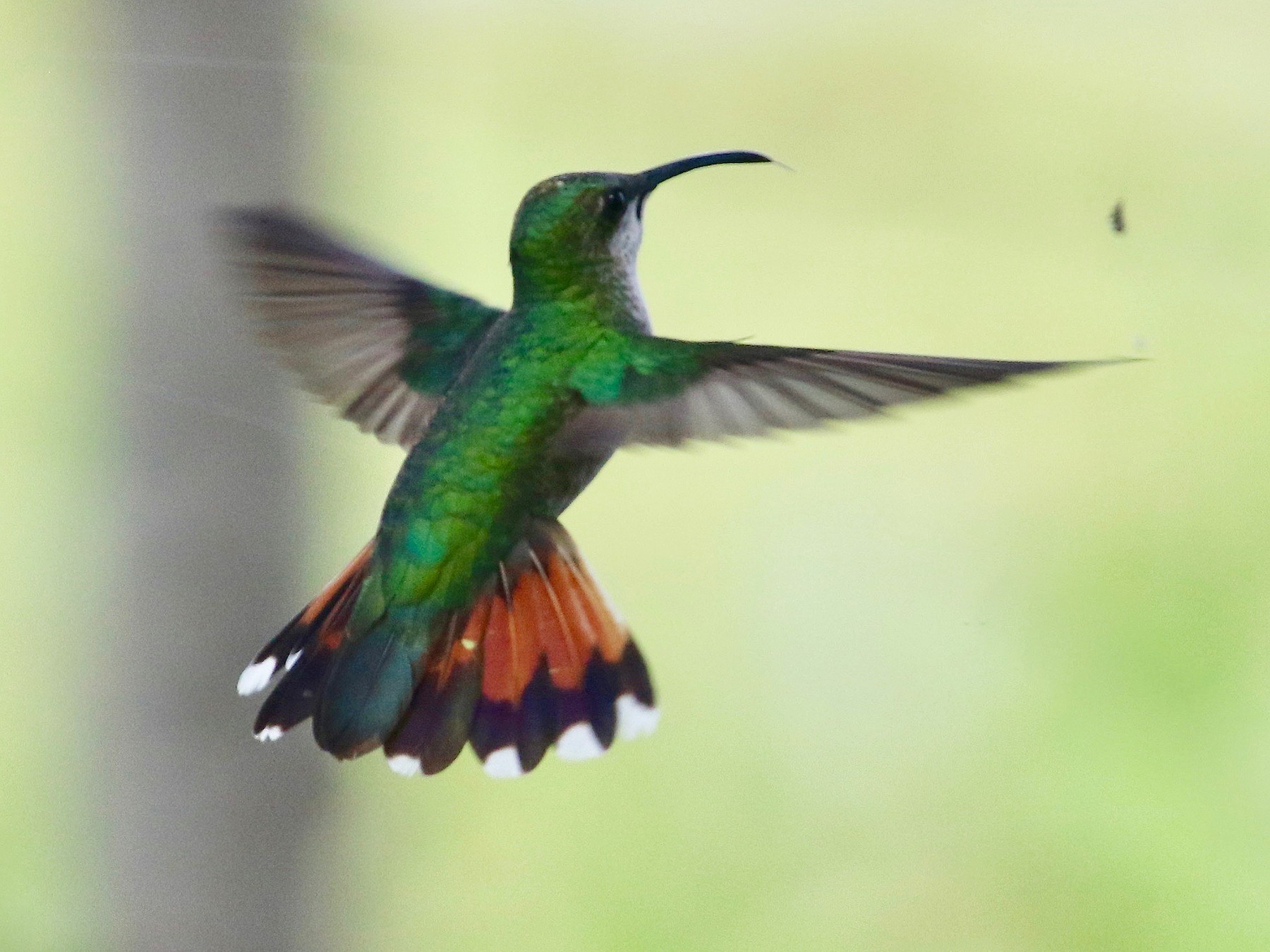 Hispaniolan Mango - eBird