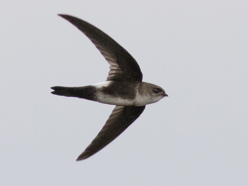 Antillean Palm Swift - eBird