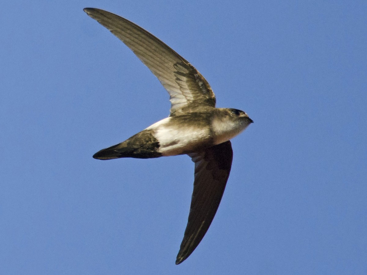 Antillean Palm Swift - Tachornis phoenicobia - Birds of the World