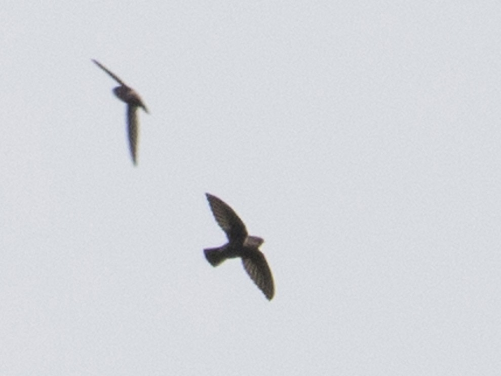 Lesser Antillean Swift - eBird