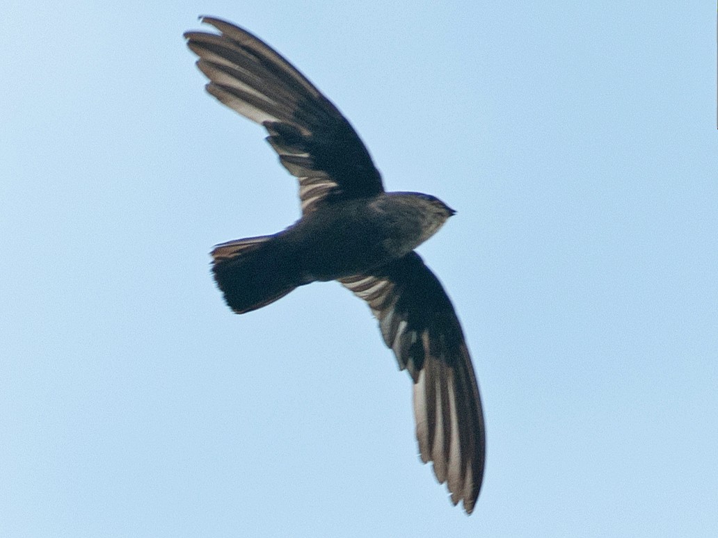 Lesser Antillean Swift - Chaetura martinica - Birds of the World