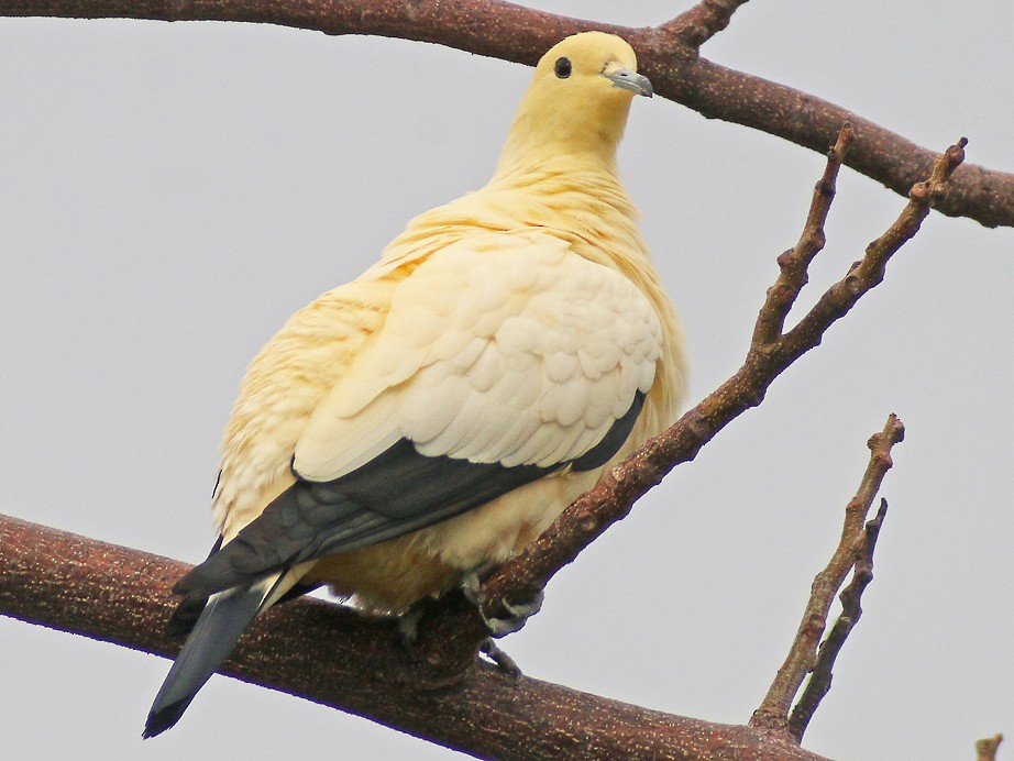 Pied Imperial-Pigeon - eBird