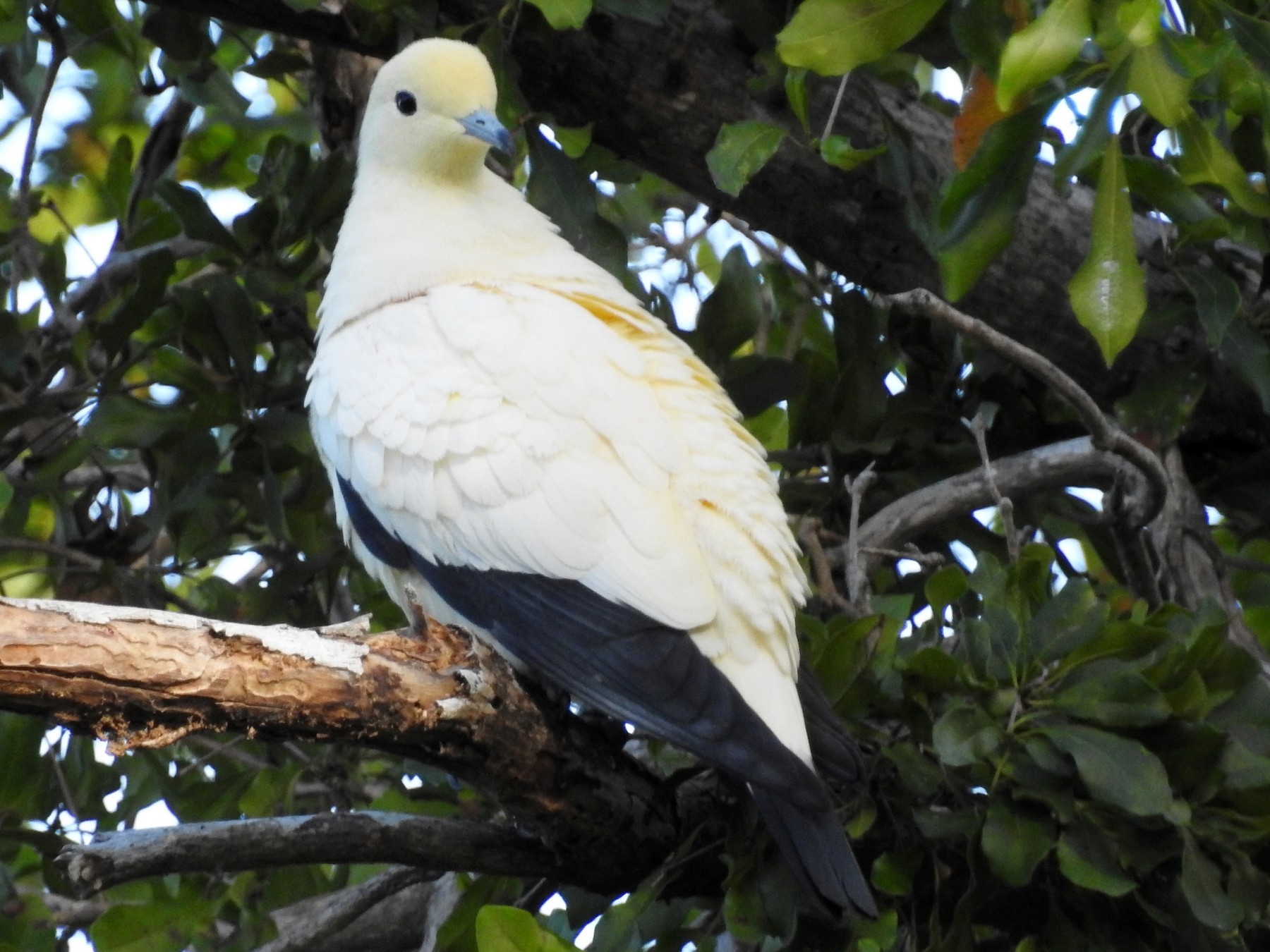 Pied Imperial-Pigeon - eBird