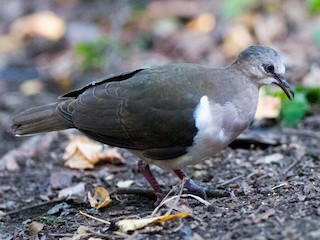 Grenada Dove - eBird
