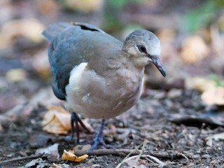Grenada Dove - eBird