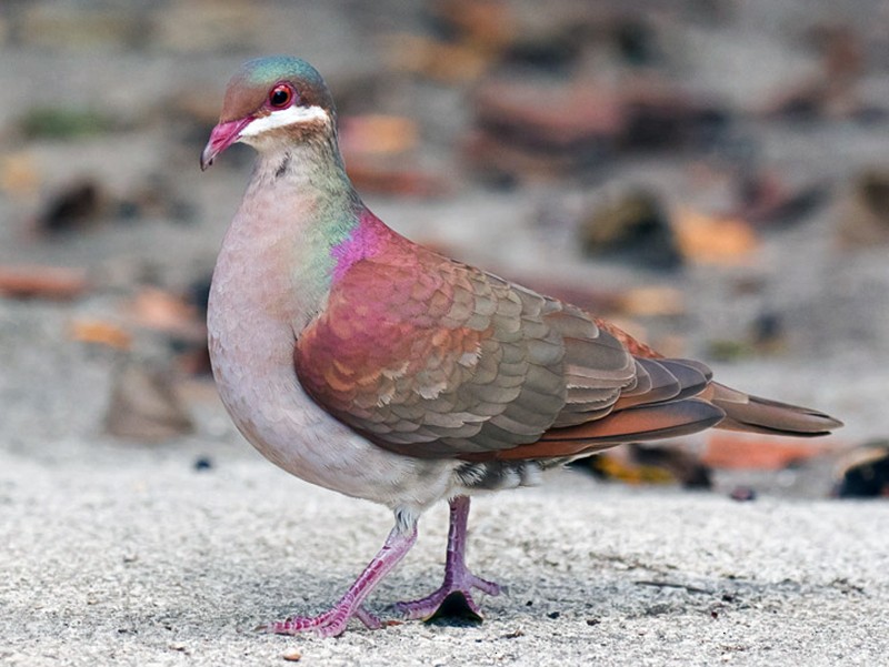 Key West Quail-Dove - eBird