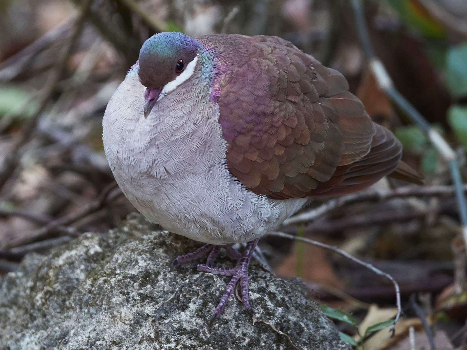 Key West Quail-Dove - eBird