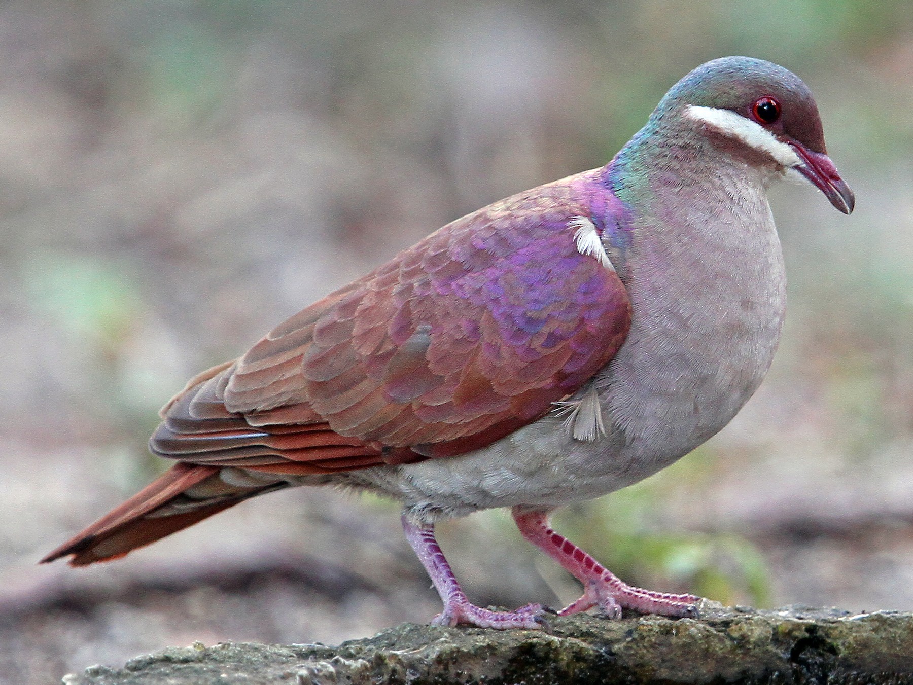 Key West Quail-Dove - eBird