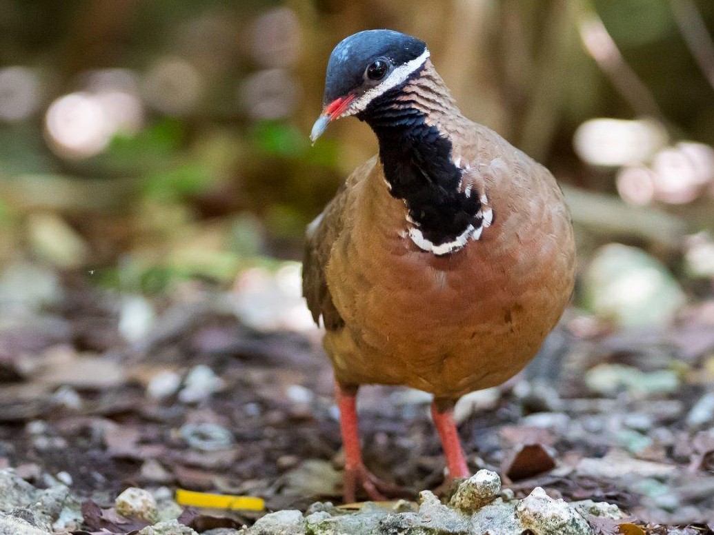 Blue-headed Quail-Dove - eBird