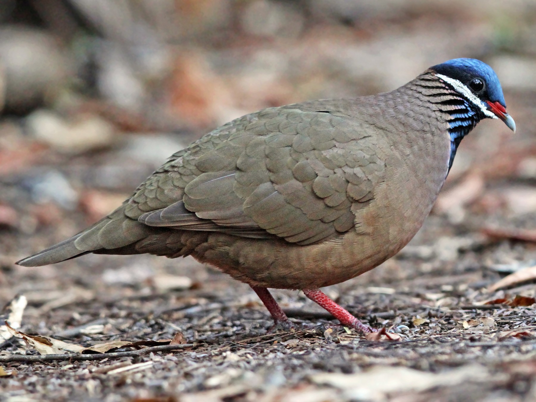 Blue-headed Quail-Dove - eBird