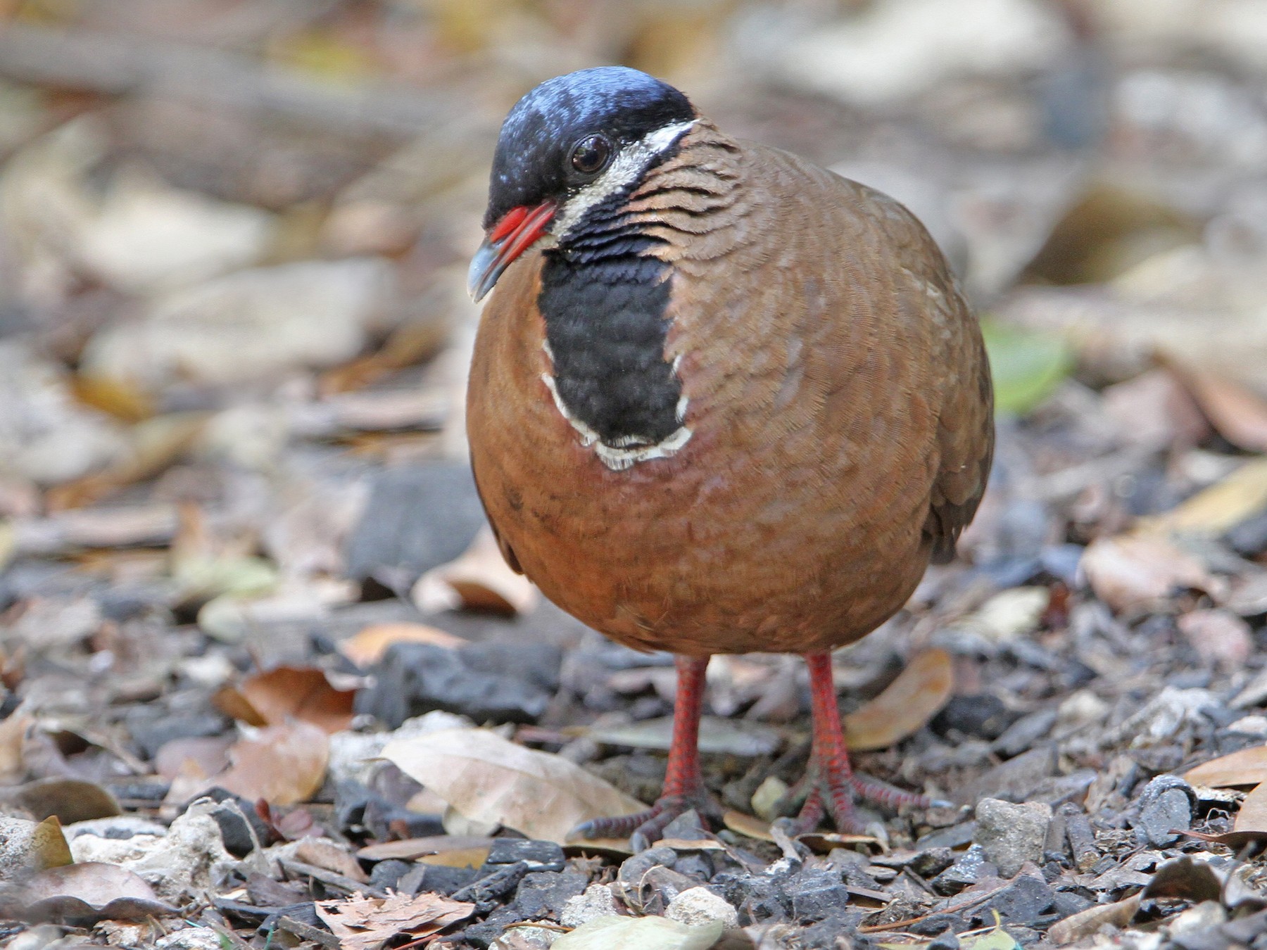 Blue-headed Quail-Dove - eBird