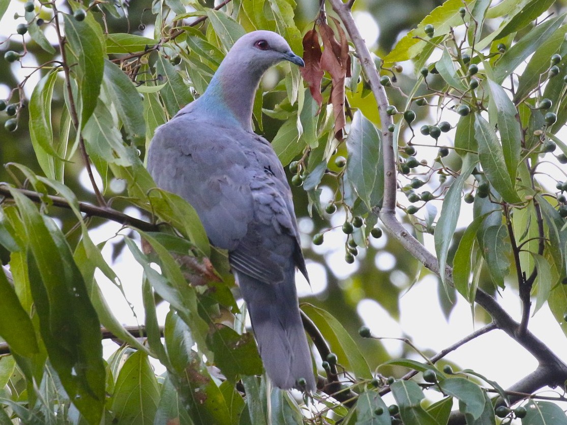 Ring-tailed Pigeon - eBird