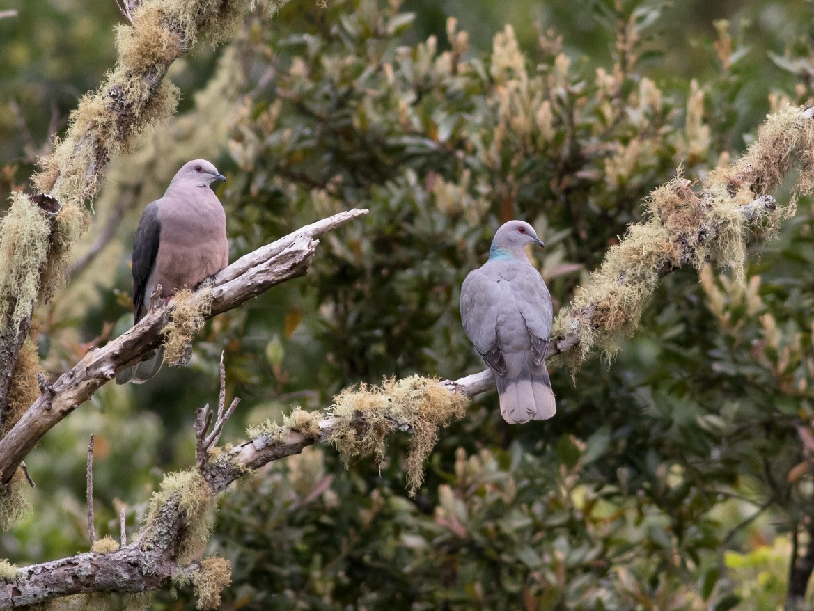 Ring-tailed Pigeon - eBird