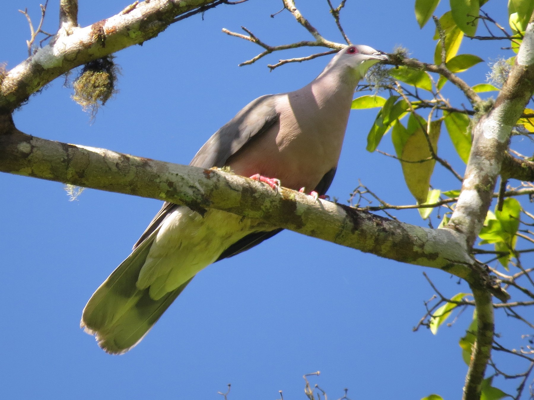 Ring-tailed Pigeon - eBird