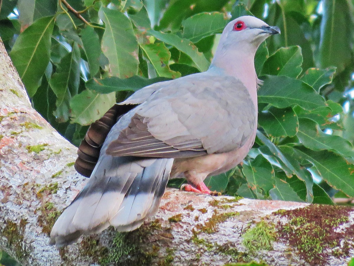 Ring-tailed Pigeon - Patagioenas caribaea - Birds of the World