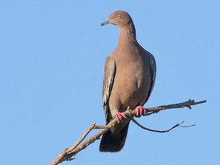 Paloma Sabanera - eBird