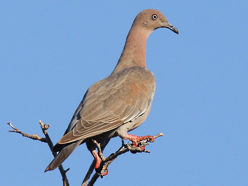Plain Pigeon - Patagioenas inornata - Birds of the World