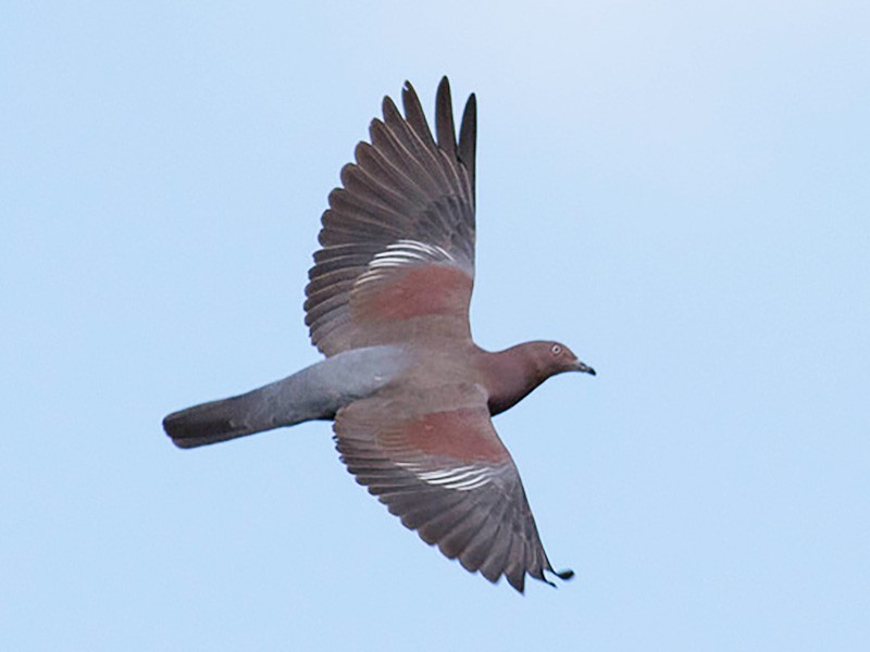 Paloma Sabanera - eBird