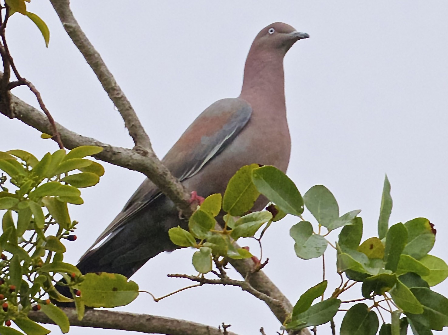 Paloma Sabanera - eBird