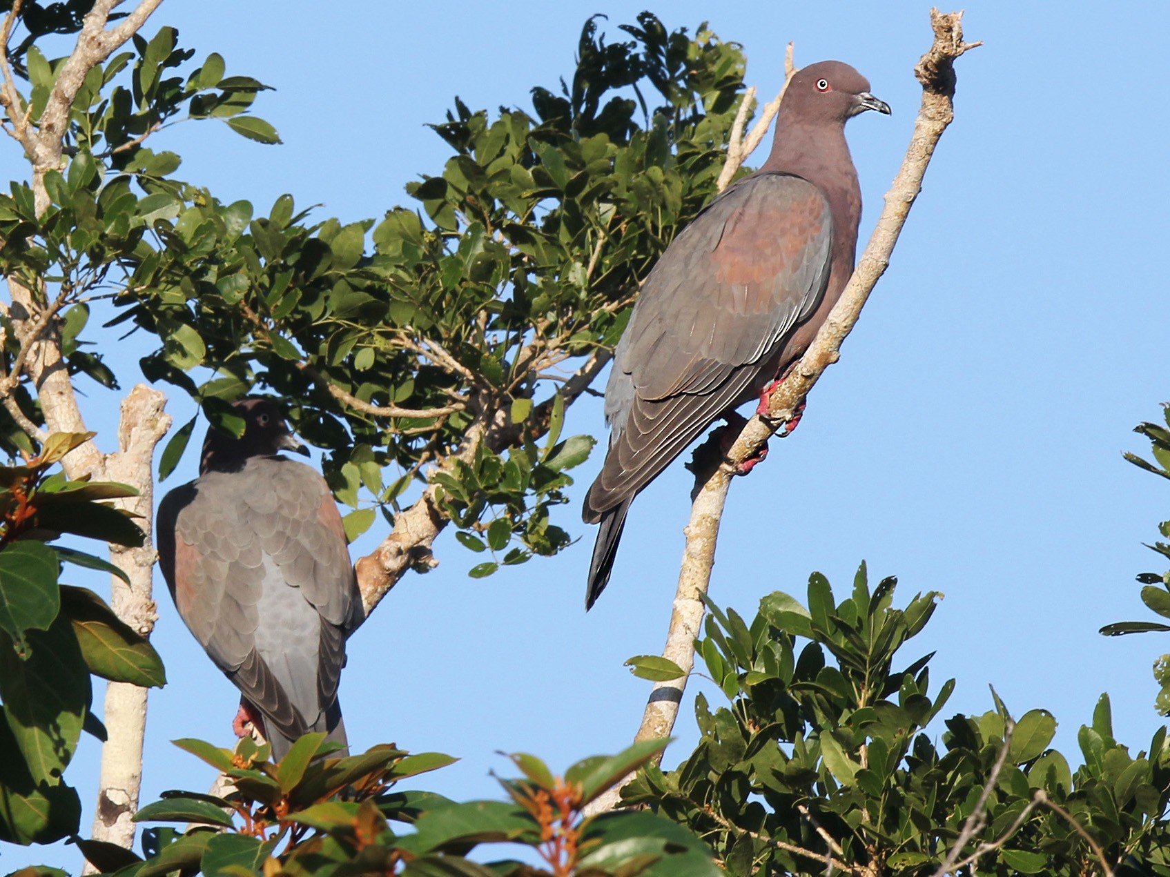 Paloma Sabanera - eBird
