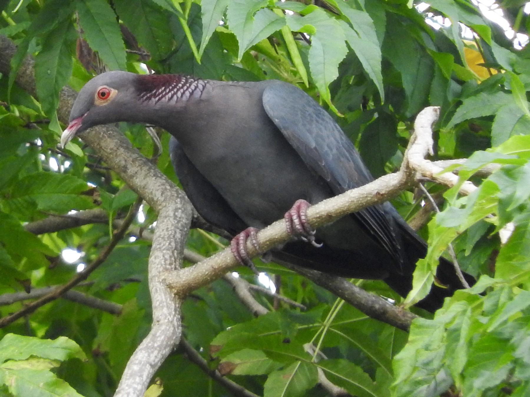 Scaly-naped Pigeon - eBird