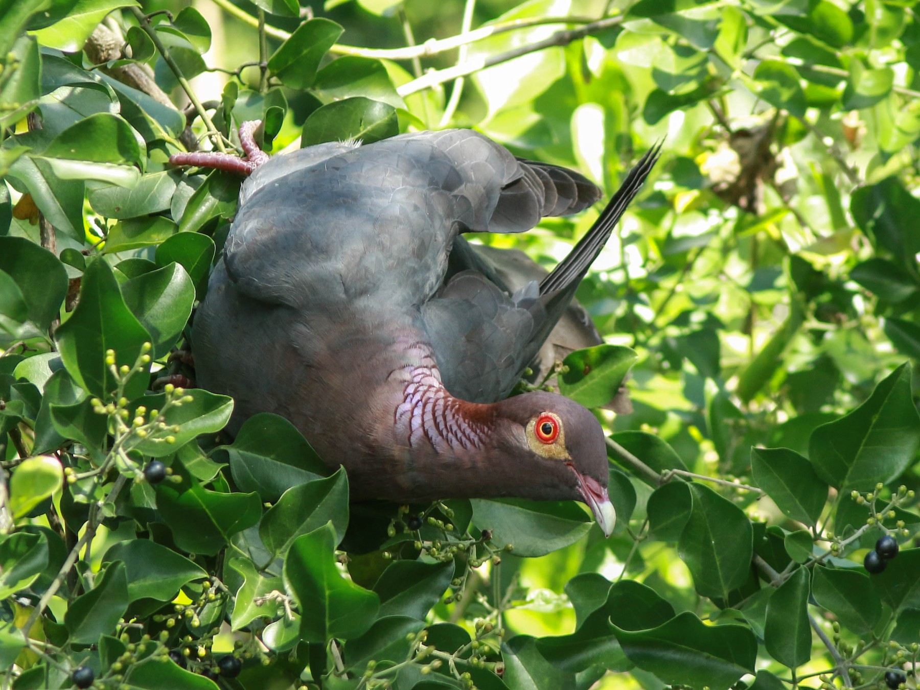 Scaly-naped Pigeon - eBird