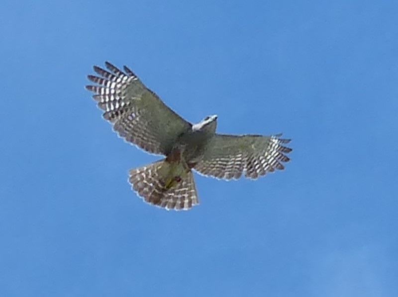 Gavilán de la Hispaniola - eBird