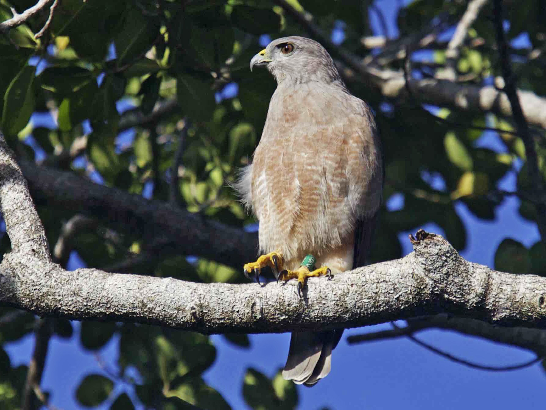 Ridgway's Hawk - eBird