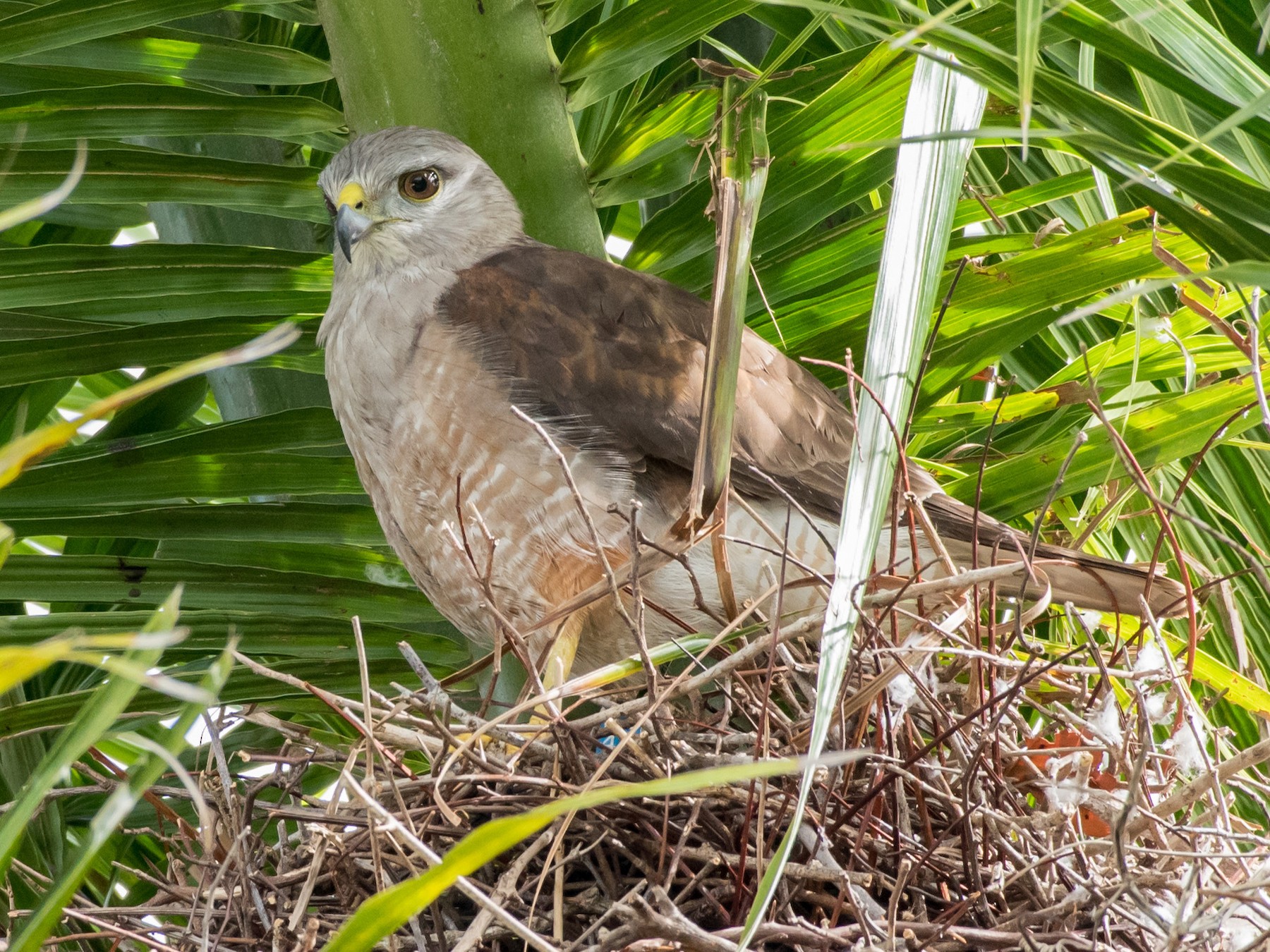 Gavilán de la Hispaniola - eBird