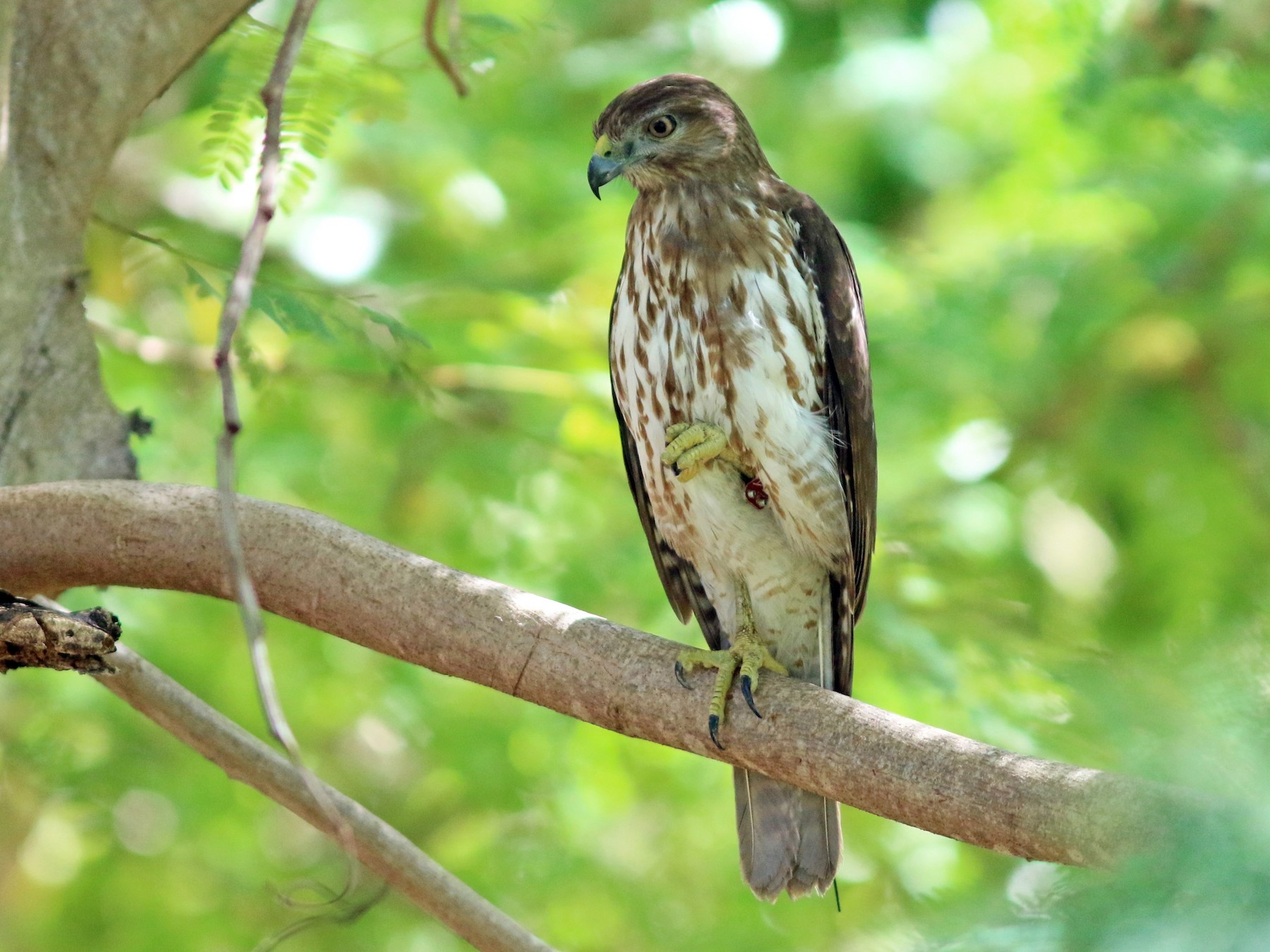 Gavilán de la Hispaniola - eBird