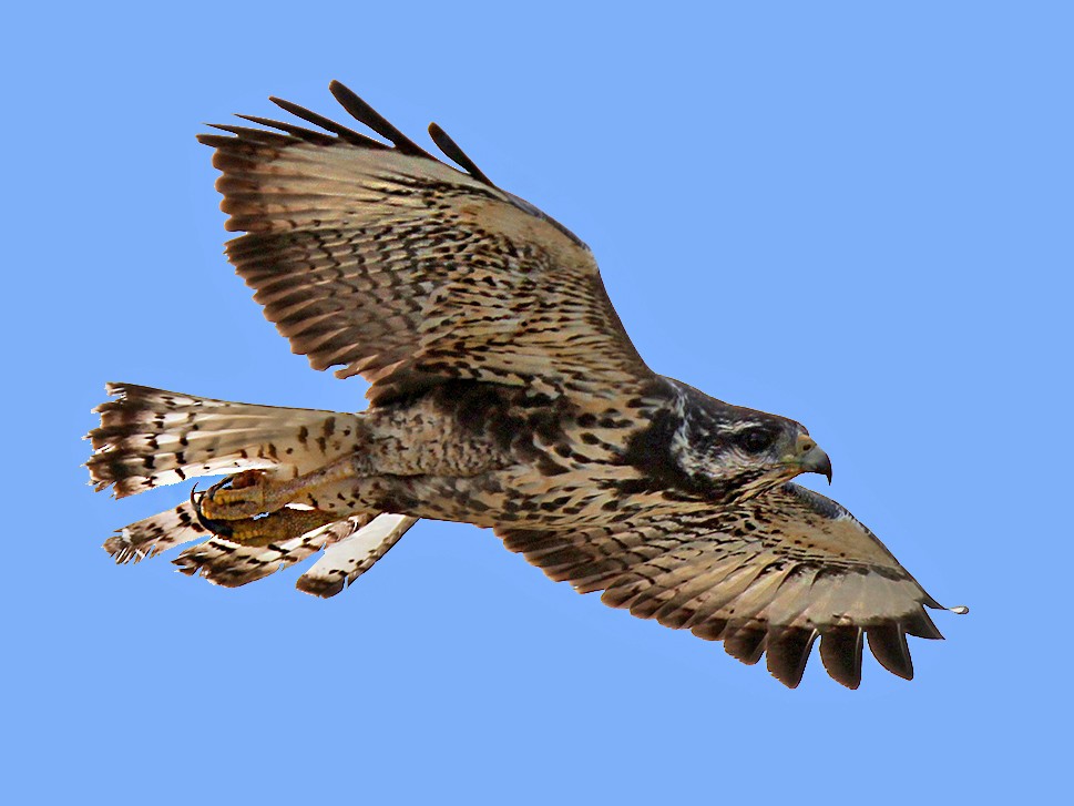 Cuban Black Hawk - eBird