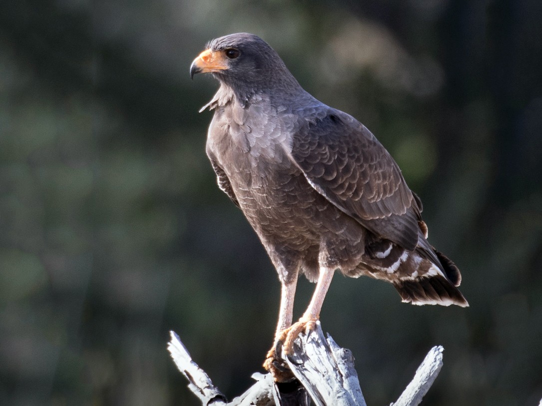 Cuban Black Hawk - eBird