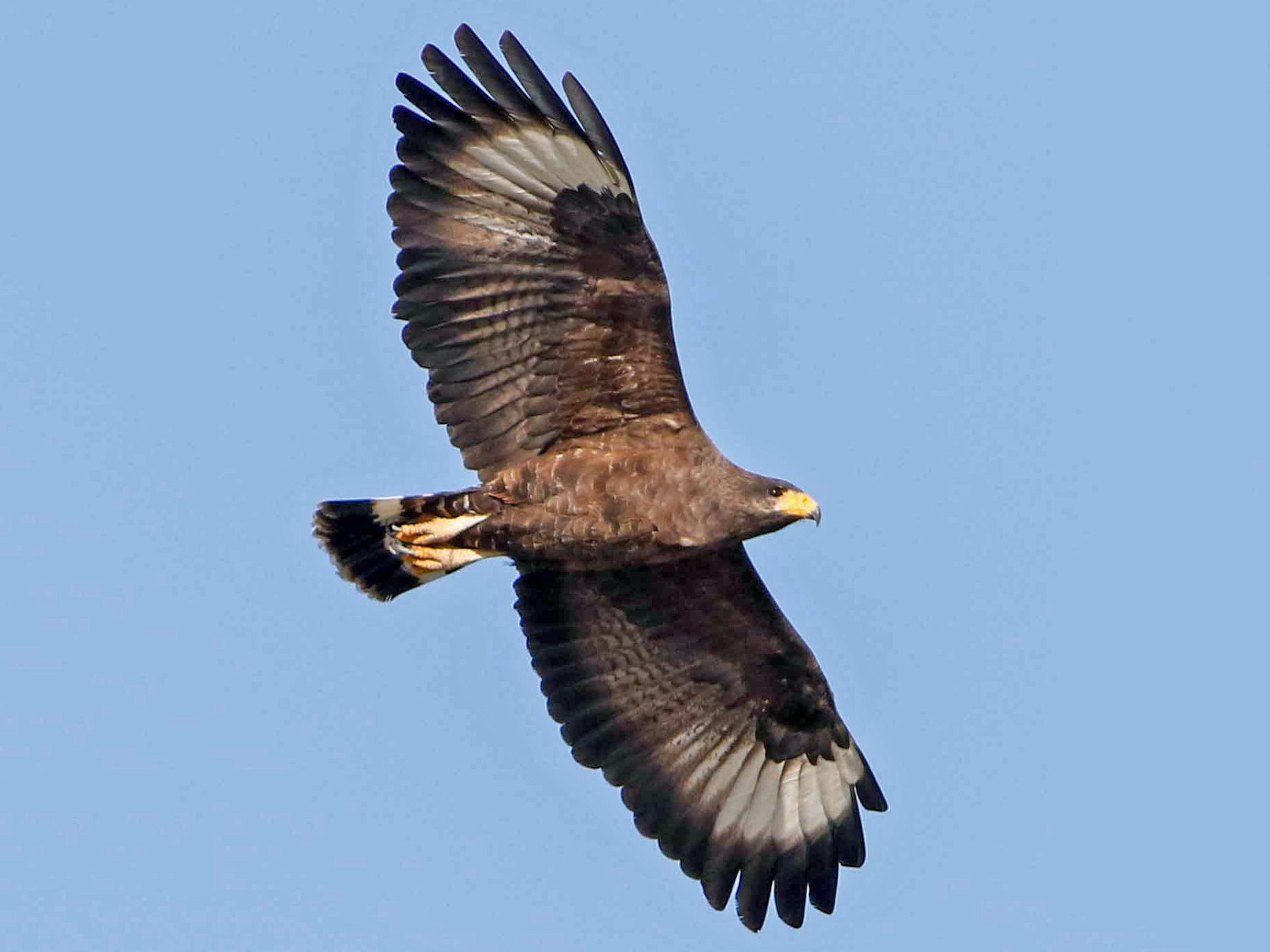 Cuban Black Hawk - eBird