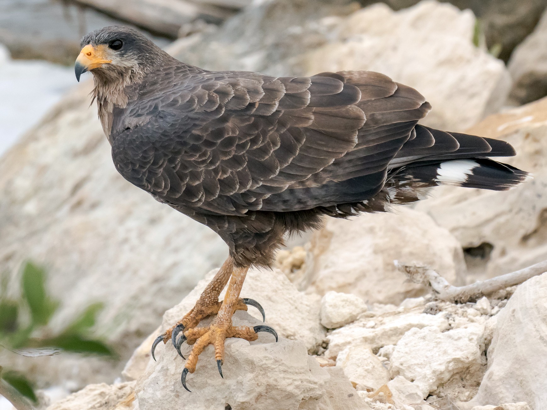 Cuban Black Hawk - eBird