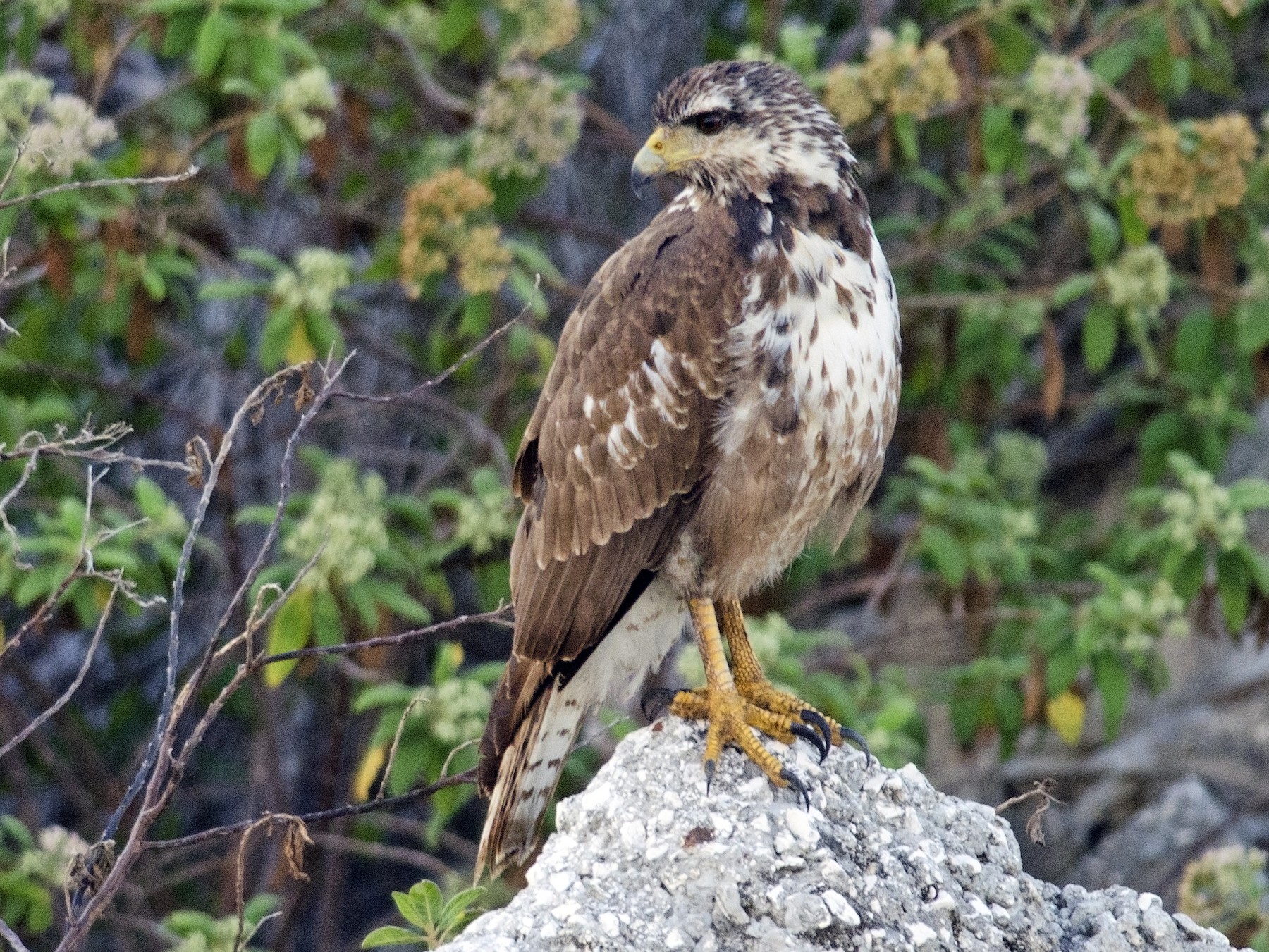 Cuban Black Hawk - eBird