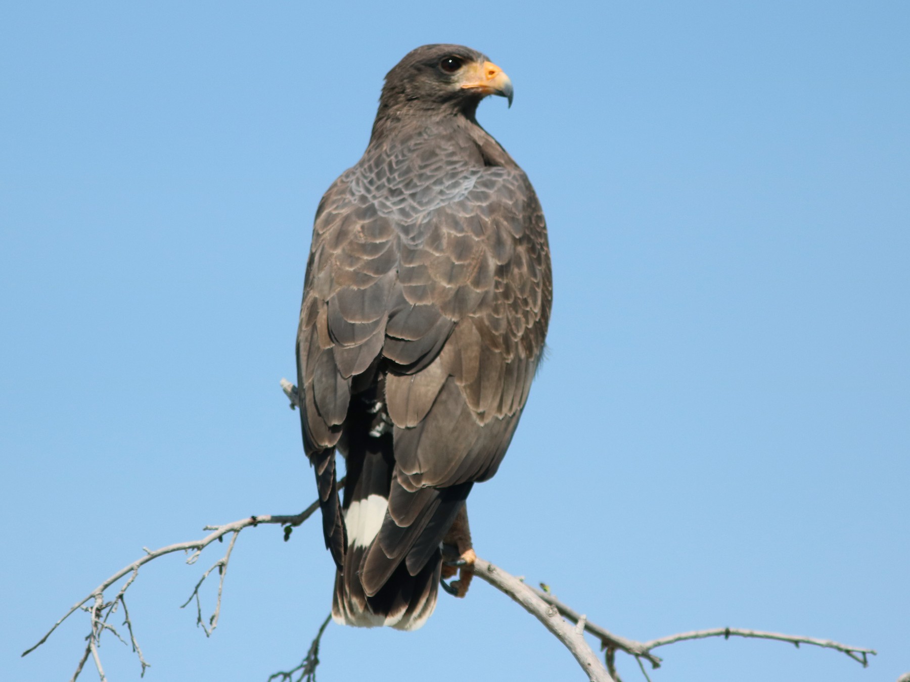 Cuban Black Hawk - eBird