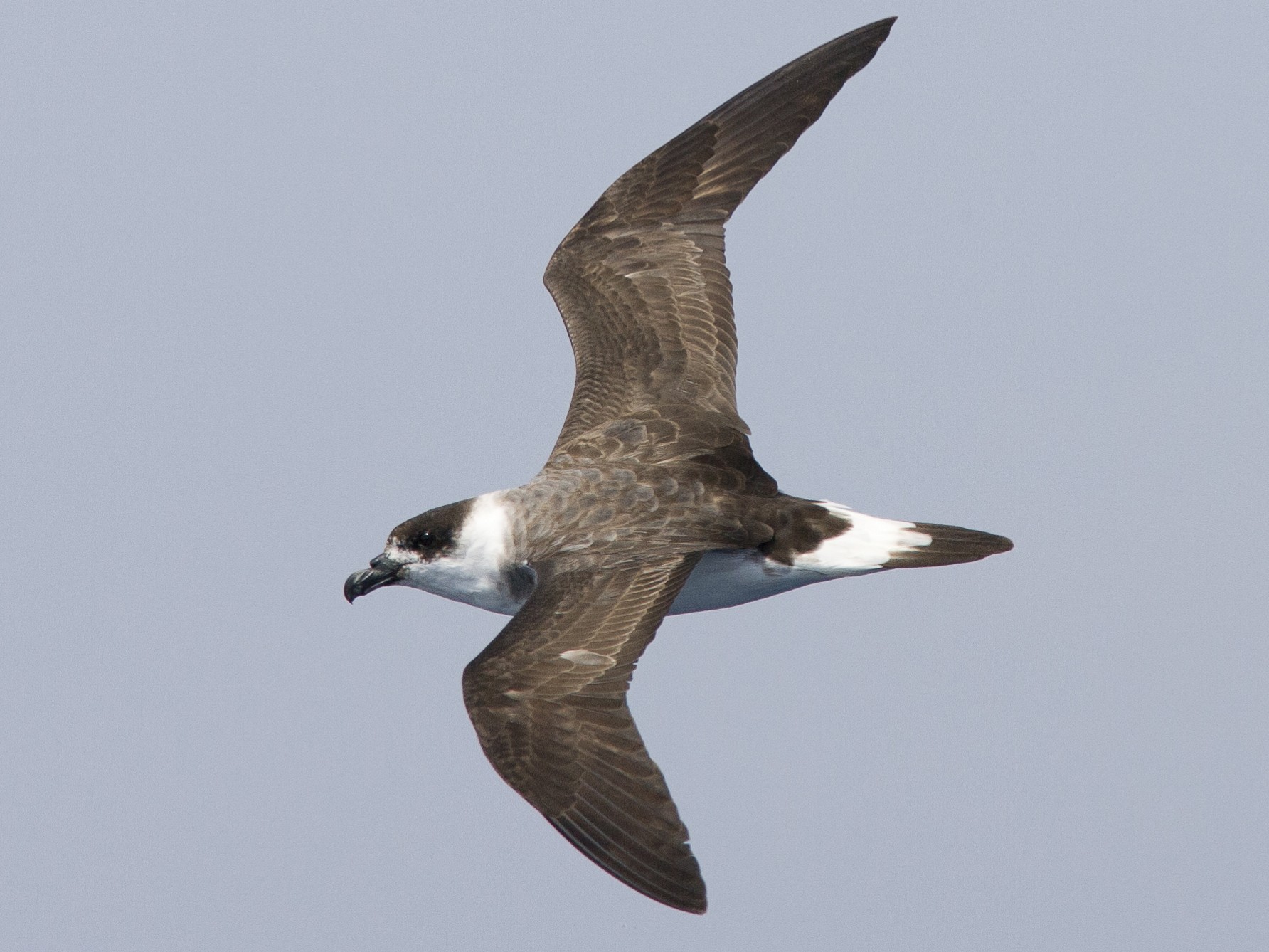 Black-capped Petrel - eBird
