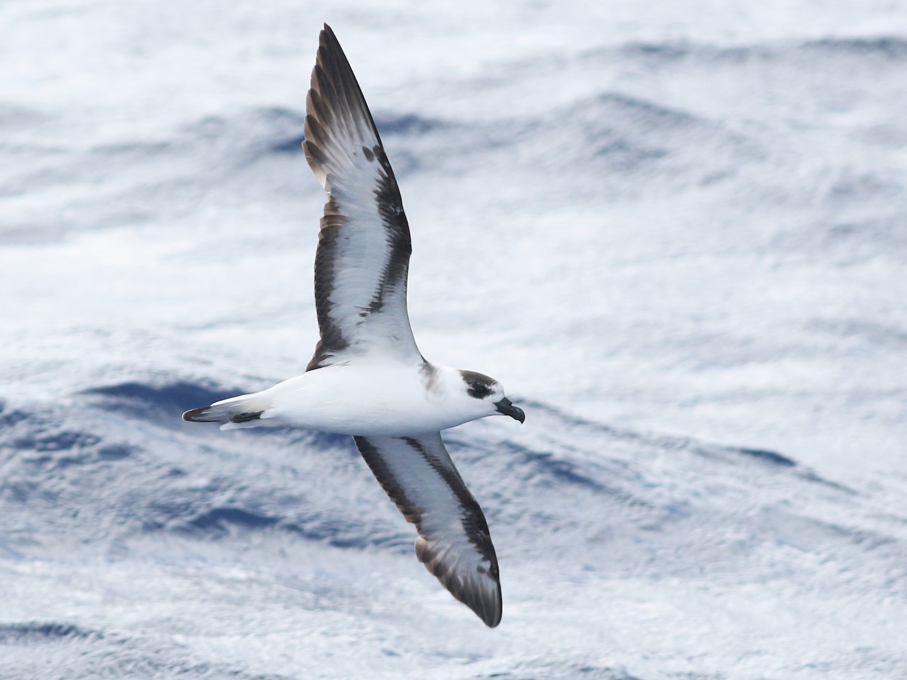 Black-capped Petrel - eBird