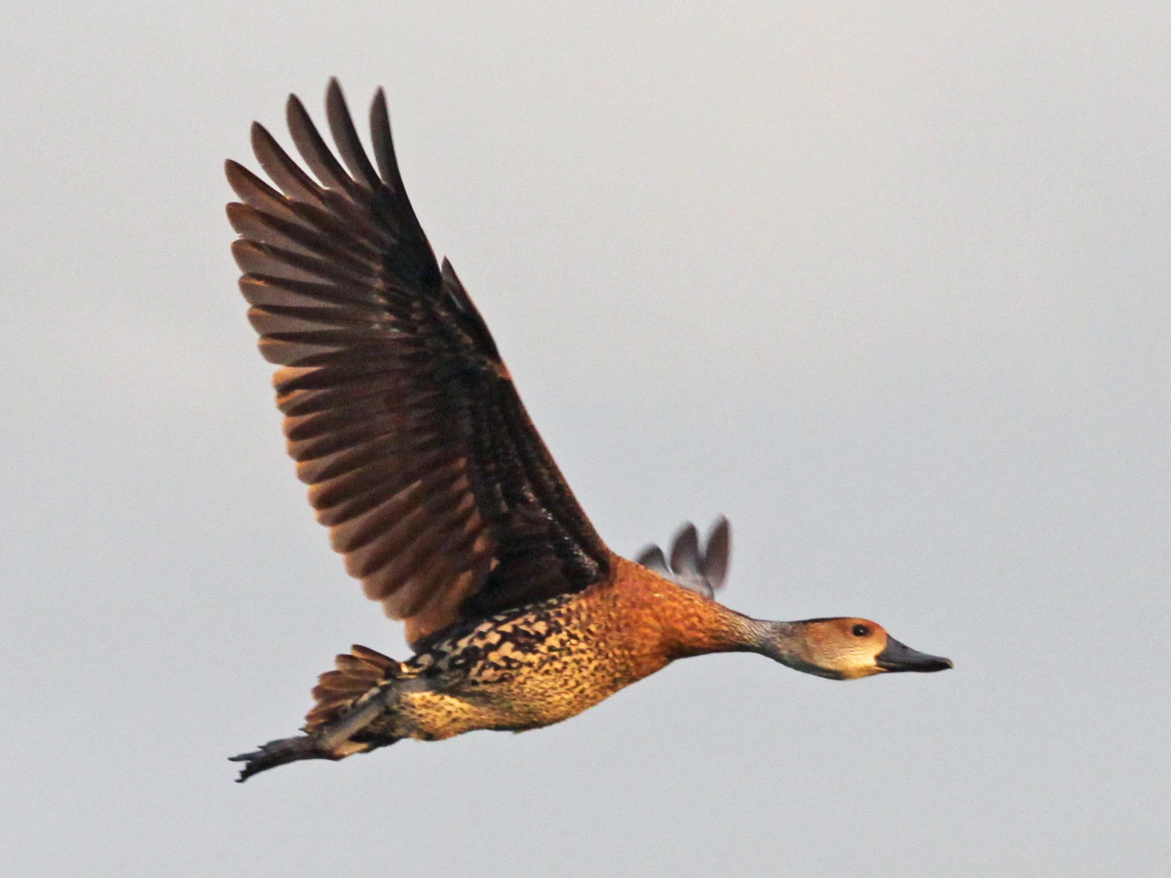 West Indian Whistling-Duck - eBird