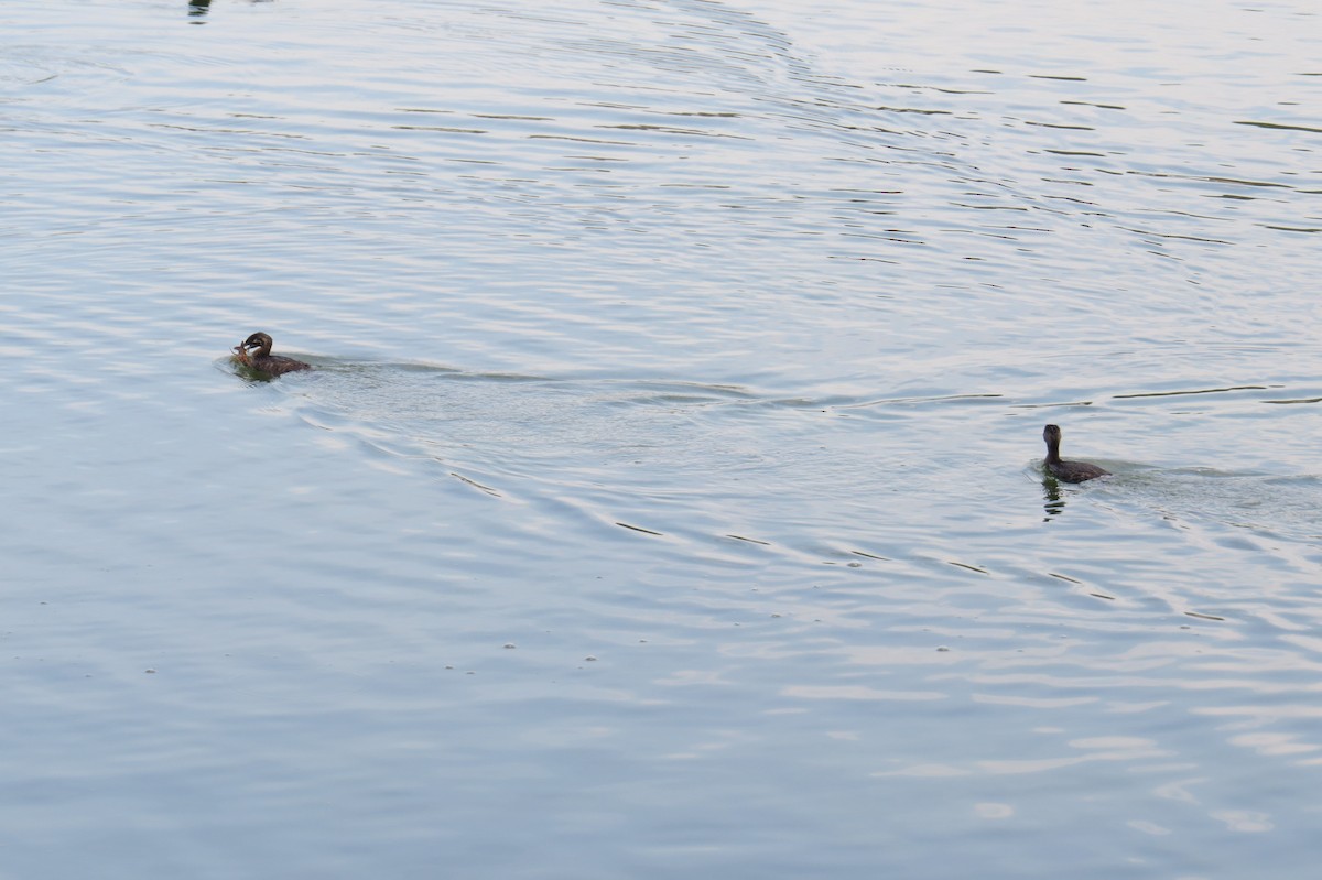 eBird Checklist - 3 Jul 2013 - Frank G. Bonelli RP/Puddingstone ...