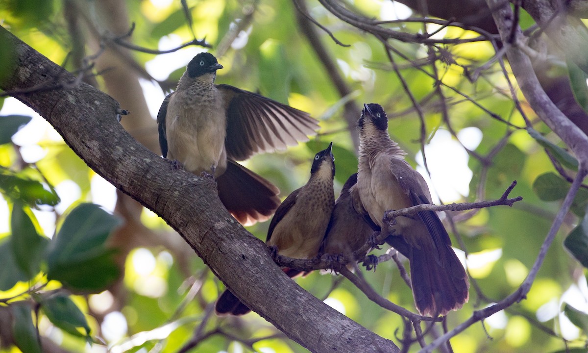 Blackcap Babbler - Turdoides reinwardtii - Birds of the World