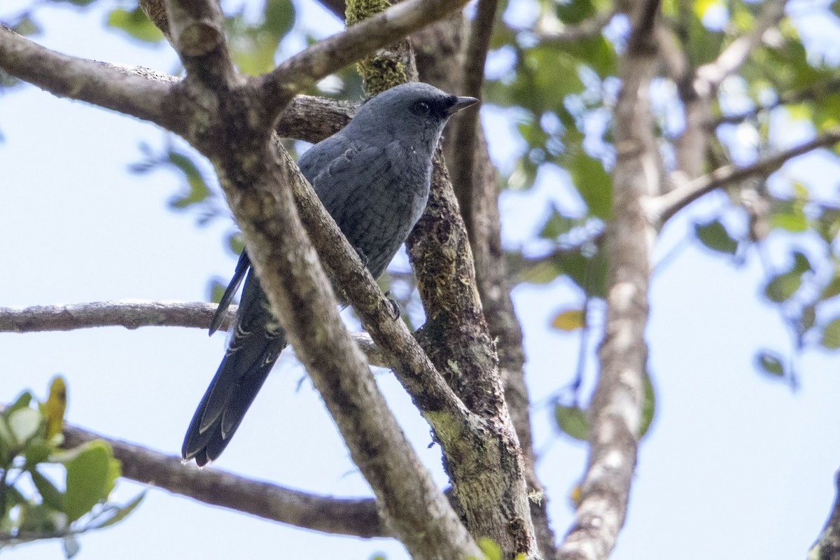 Black-bellied Cicadabird - Edolisoma montanum - Birds of the World