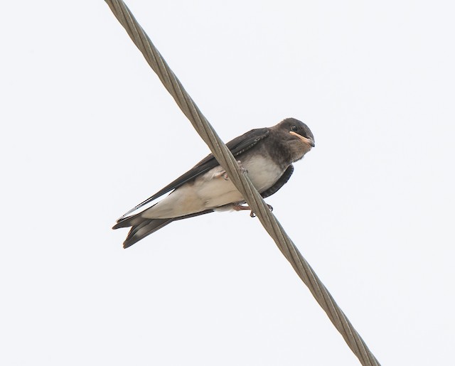 Photos - Cuban Martin - Progne cryptoleuca - Birds of the World