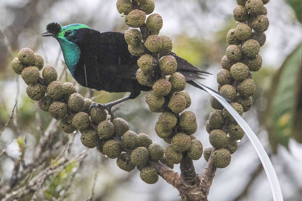 Ribbon-tailed Astrapia - Astrapia mayeri - Birds of the World