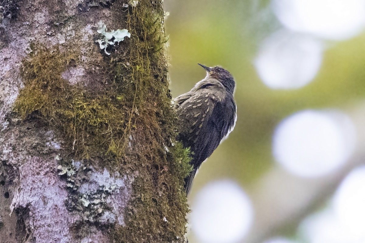 Papuan Treecreeper - Cormobates placens - Birds of the World