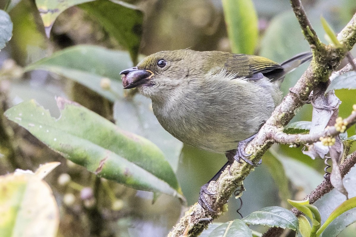 Fan-tailed Berrypecker - Melanocharis versteri - Birds of the World