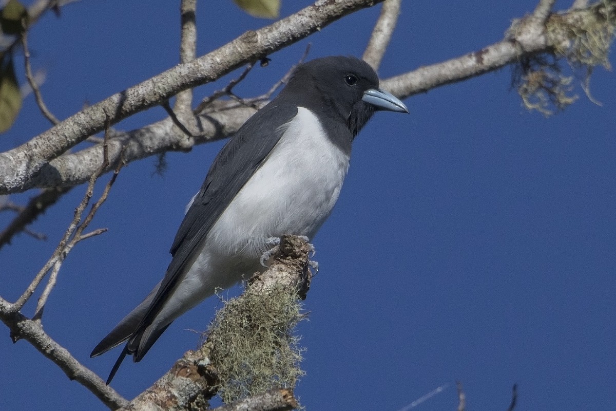 Great Woodswallow - Artamus maximus - Birds of the World