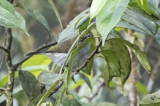 Streaked Berrypecker - Melanocharis striativentris - Birds of the World